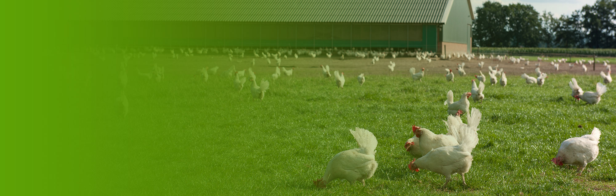 Volta Groups Ltd – Poultry Farm In Ghana
